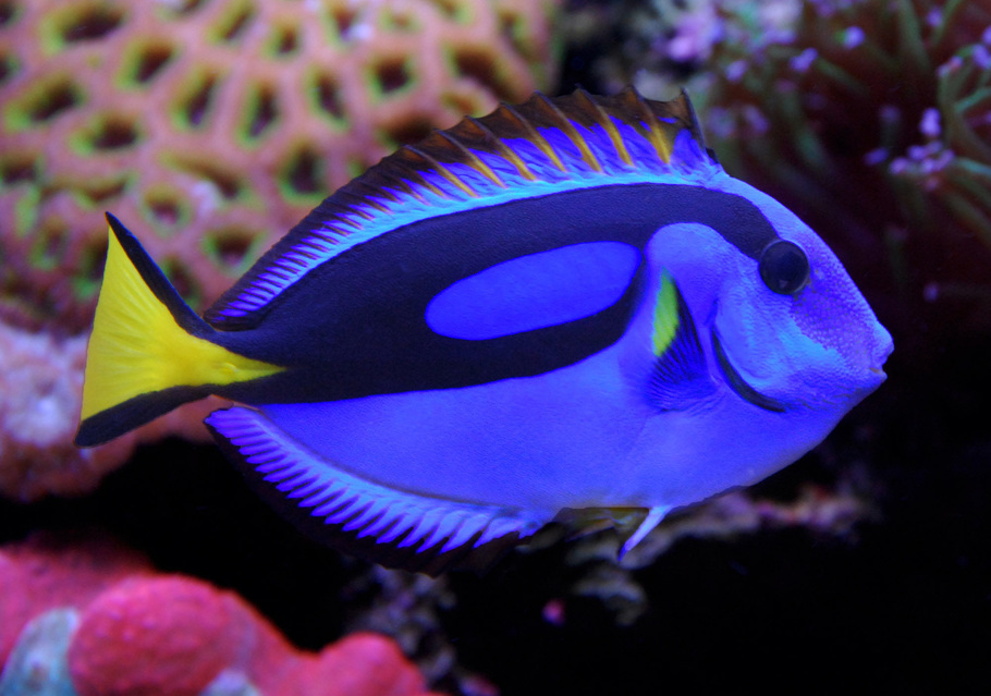 Luisgon's Saltwater Fish Photo (ID 27734) - Full Version ...