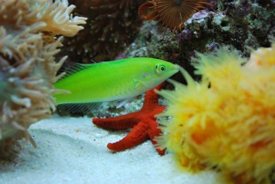 Green Wrasse