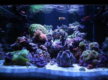 140 Gallon Fish Tanks (page 1) | RateMyFishTank.com