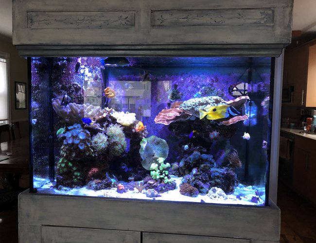 Reef Tanks Photos Sorted By Rating Score