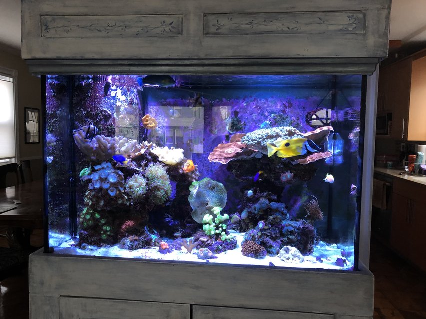 Most Beautiful Reef Tanks ( All Time ) | RateMyFishTank.com