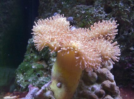 Toadstool Mushroom Leather Coral (sarcophyton Sp.) Photos