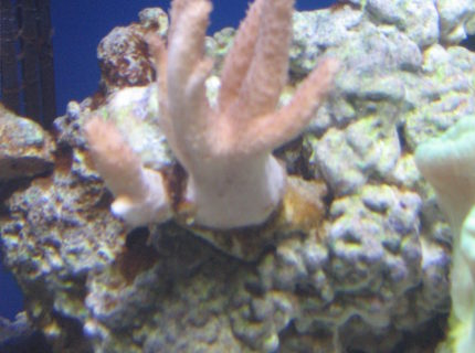 Finger Leather Coral (sinularia Sp.) Photos