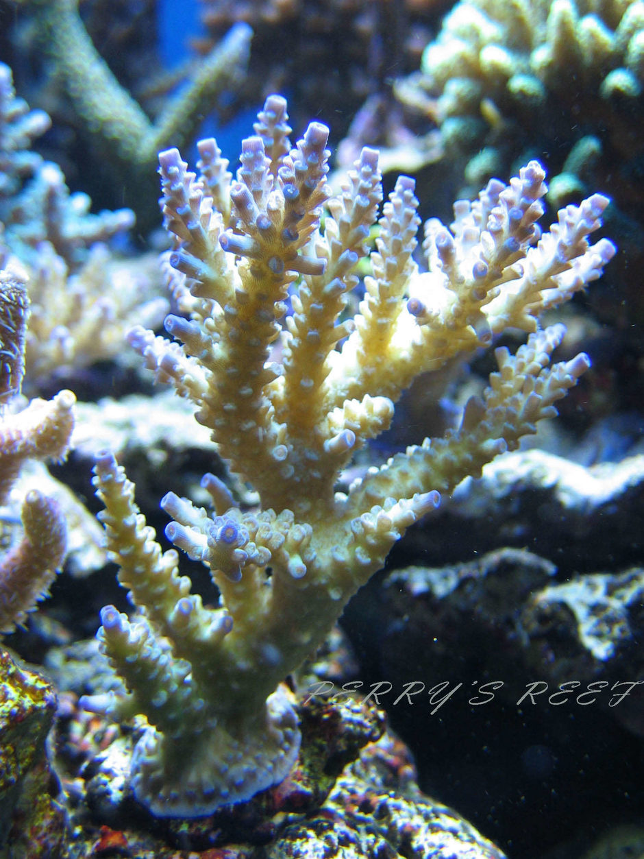 Tenuis, Green With Purple Tips (acropora Tenuis) Photos