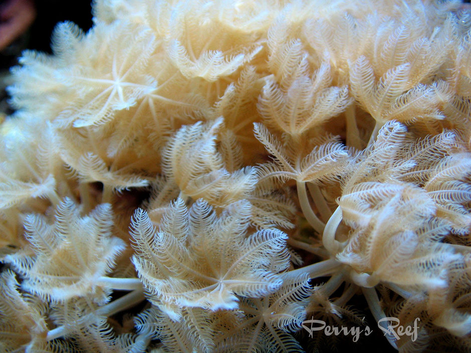 White Pom Pom Xenia (xenia sp.) Photos | RateMyFishTank.com