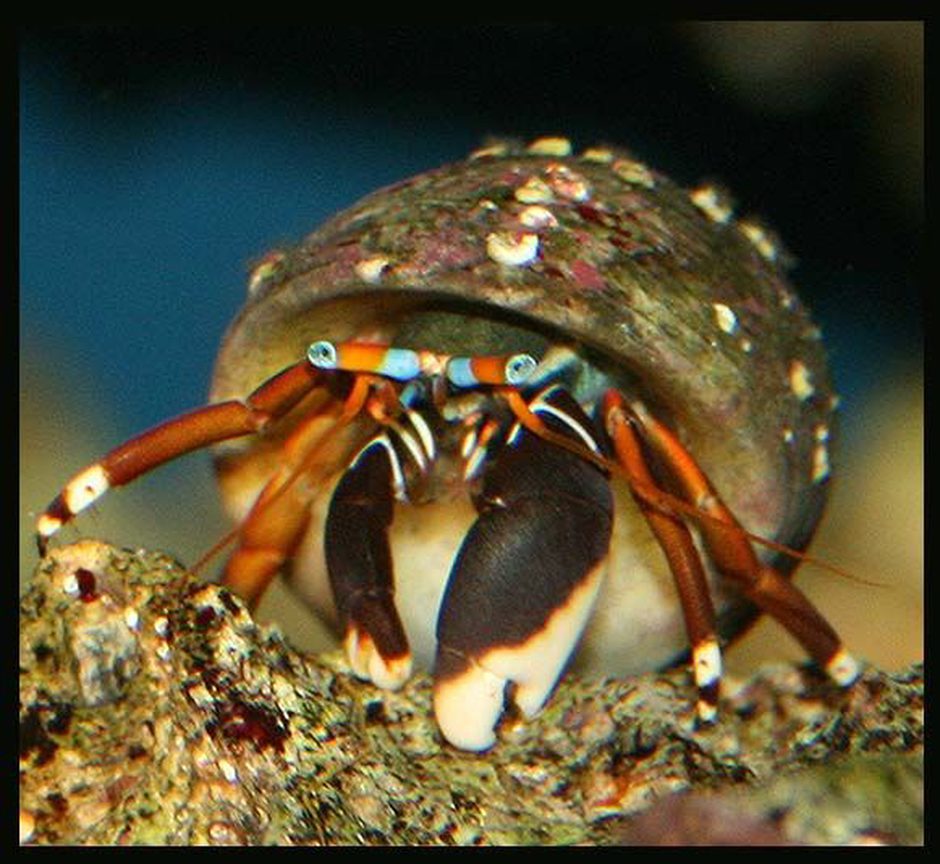 Electric Orange Hermit Crab (calcinus Sp.) Photos