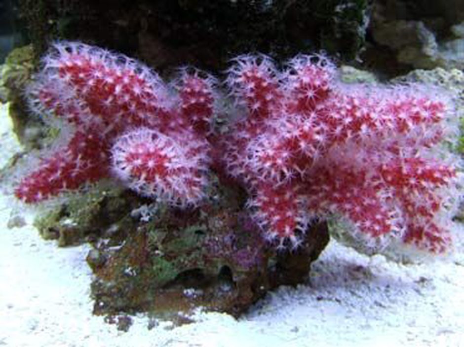 Chili Cactus Coral (nephthyigorgia Sp.) Photos