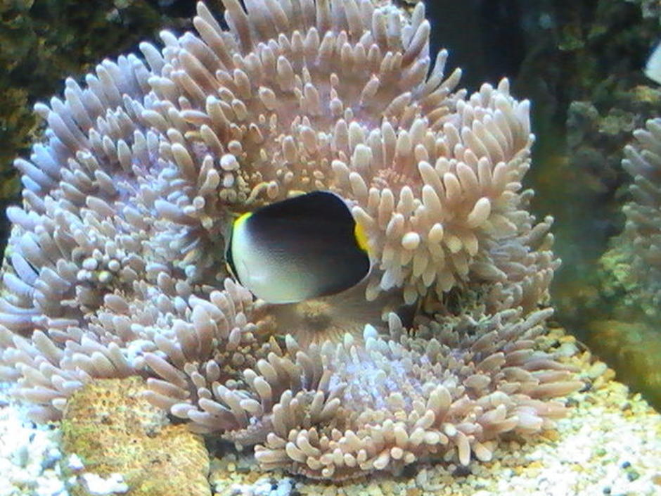Sebae Anemone (heteractis Crispa) Photos | RateMyFishTank.com