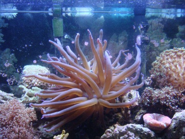 Long Tentacle Anemone (macrodactyla Doreensis) Photos