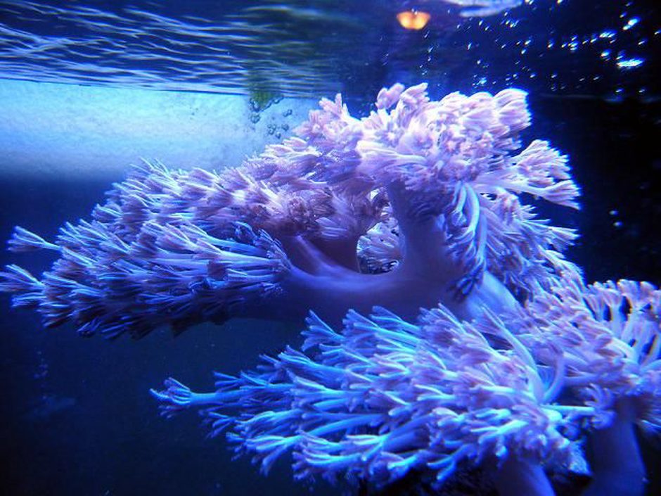 White Pom Pom Xenia, Red Sea (xenia Sp.) Photos | RateMyFishTank.com