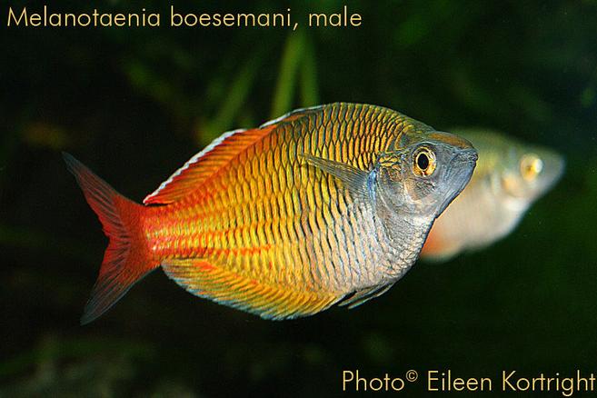 Photo #1 - True Glossolepis Wanamensis (emerald Rainbowfish)...