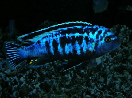Zebra Chilumba (metriaclima Sp.) Photos | RateMyFishTank.com