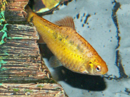 Gold Barb Information & Care | RateMyFishTank.com