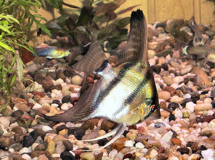 Sunset Blushing Veil Angelfish (pterophyllum scalare) Photos ...