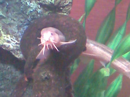 Gold Dojo Loach (misgurnus Anguillicaudatus) Photos