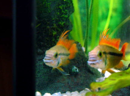 Double Full Red Cockatoo Cichlid (apistogramma Cacatuoides) Photos