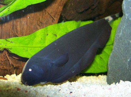 Black Ghost Knifefish Information & Care - RateMyFishTank.com