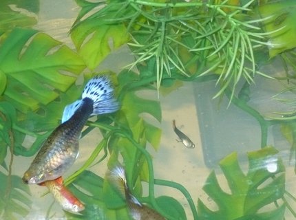 Guppy Information & Care - RateMyFishTank.com