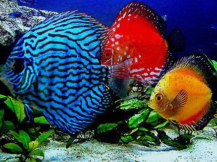 Freshwater Aquarium Fish Species | RateMyFishTank.com