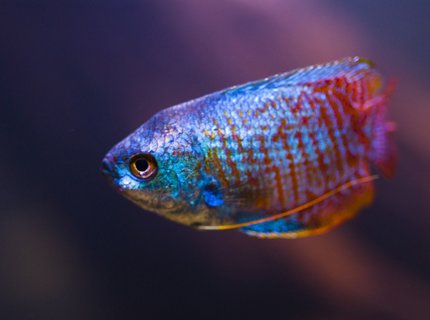 Freshwater Aquarium Fish Species - RateMyFishTank.com