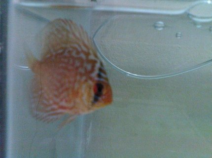 Discus Information & Care - RateMyFishTank.com
