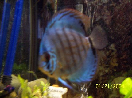Discus Information & Care - RateMyFishTank.com