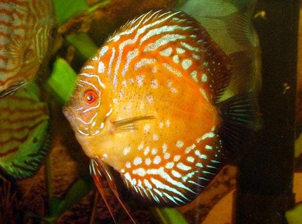 Discus Information & Care | RateMyFishTank.com