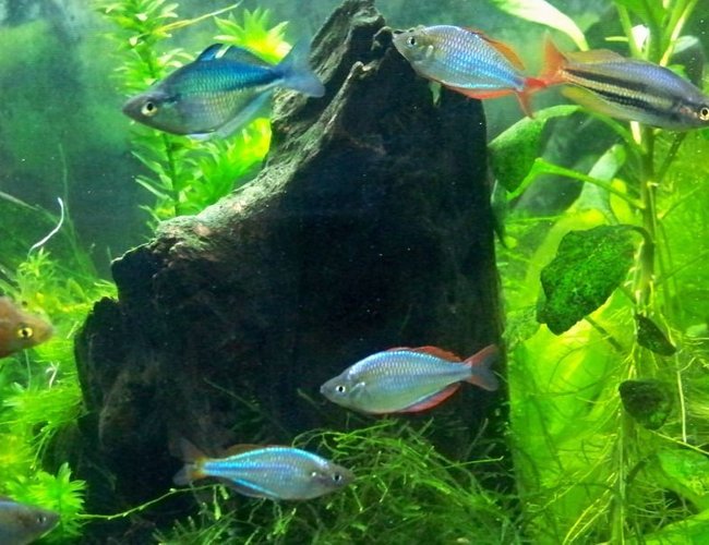 Praecox Rainbow (melanotaenia Praecox) Photos