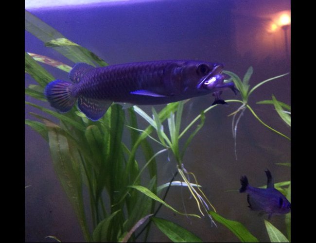 Jardini Arowana (scleropages Jardini) Photos