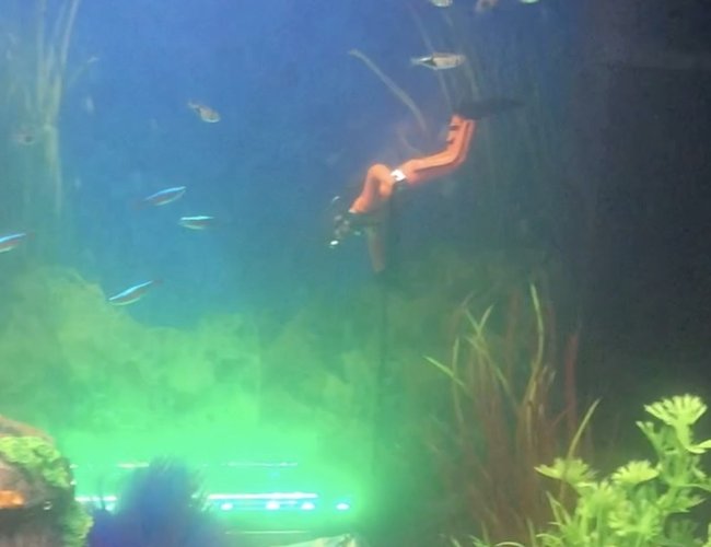 Freshwater Fish Photos Sorted By Publish Time