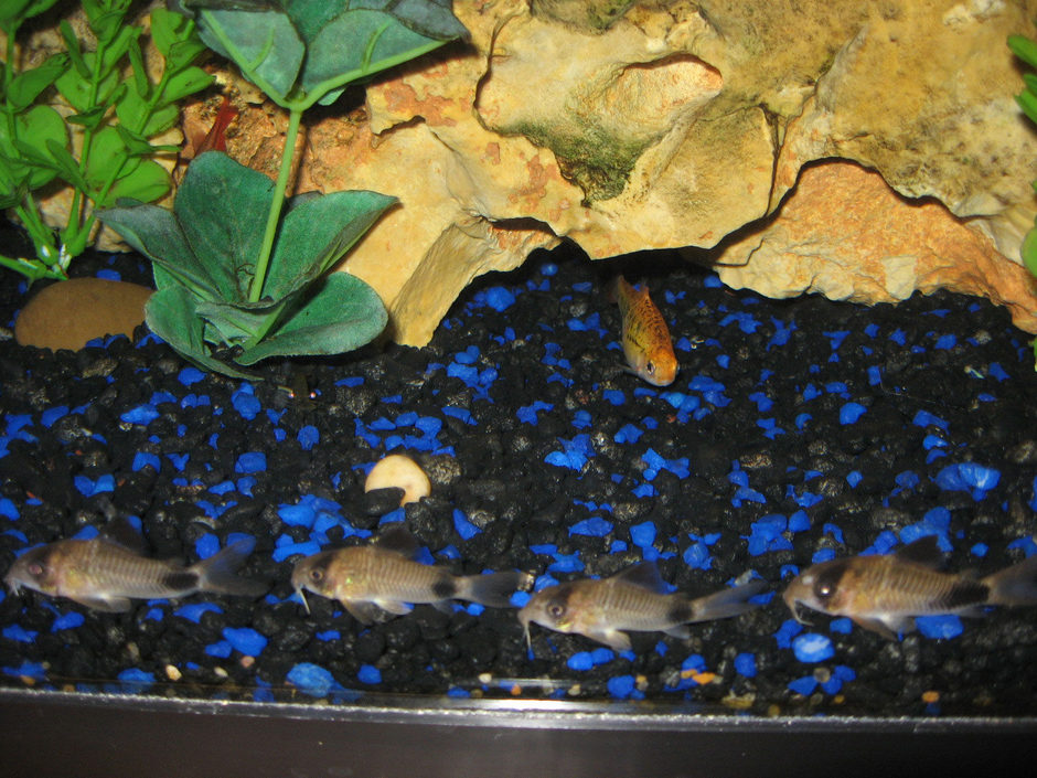 Panda Cory Cat (corydoras panda) Photos | RateMyFishTank.com