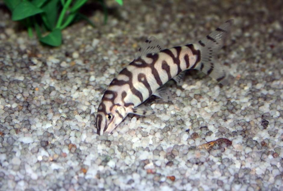 Yoyo Loach (botia Lohachata) Photos | RateMyFishTank.com