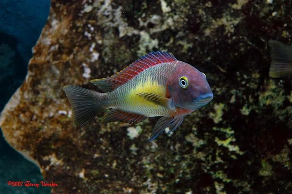 Moorii (kaiser Ii) Cichlid (tropheus Moorii) Photos