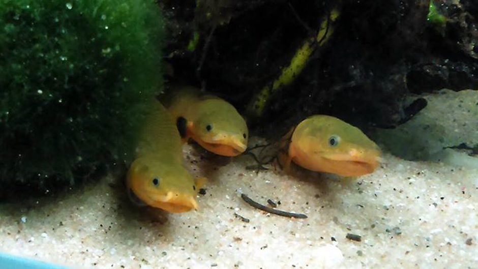 Rope Fish (erpetoichthys Calabaricus) Photos