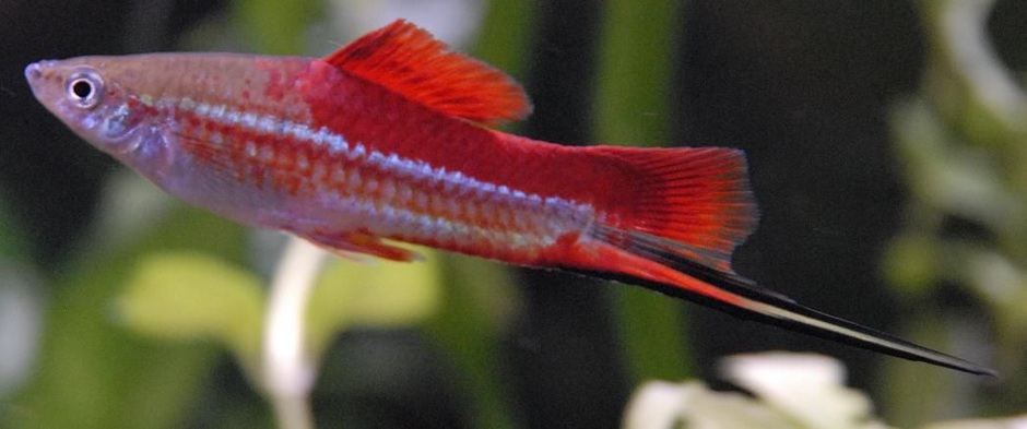 Assorted Swordtail (Xiphophorus Helleri) Photos | RateMyFishTank.com