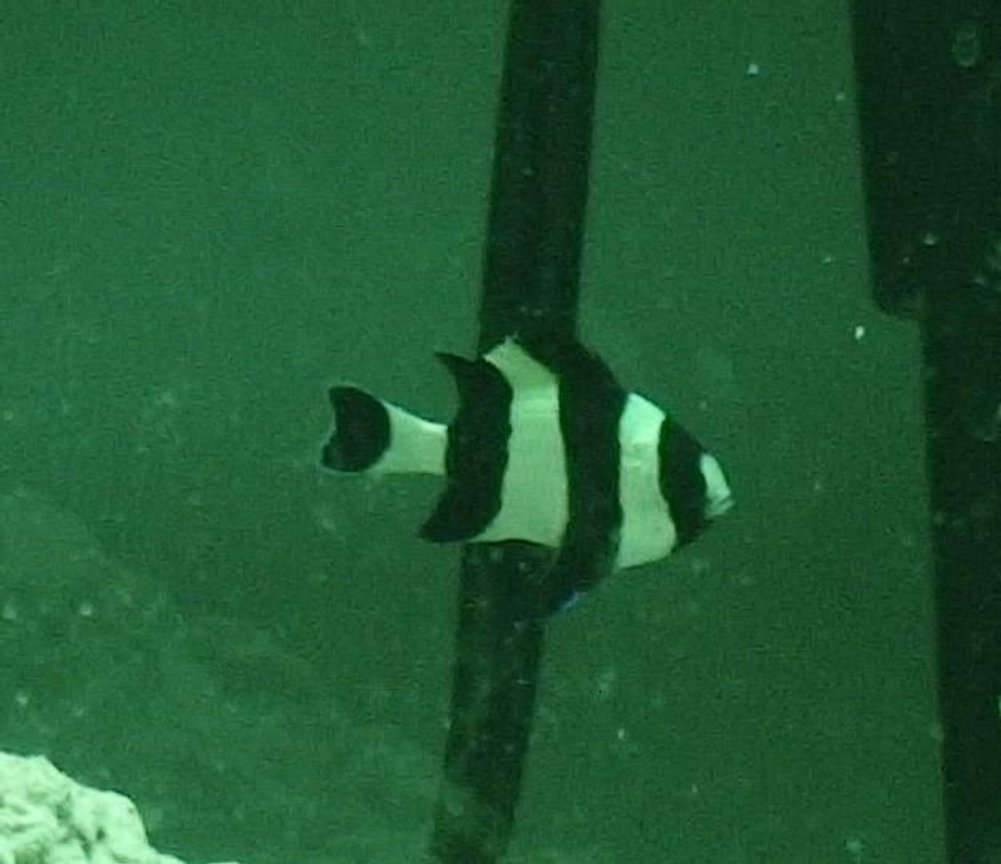 Photo 2 This Is My 4 Stripe Damselfish Named Jail Bird T 