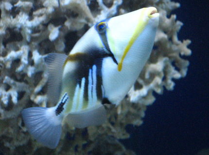 Humu Picasso Triggerfish (rhinecanthus Aculeatus) Photos