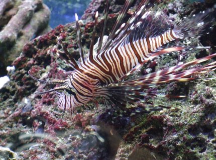 Lionfish Information & Care - RateMyFishTank.com