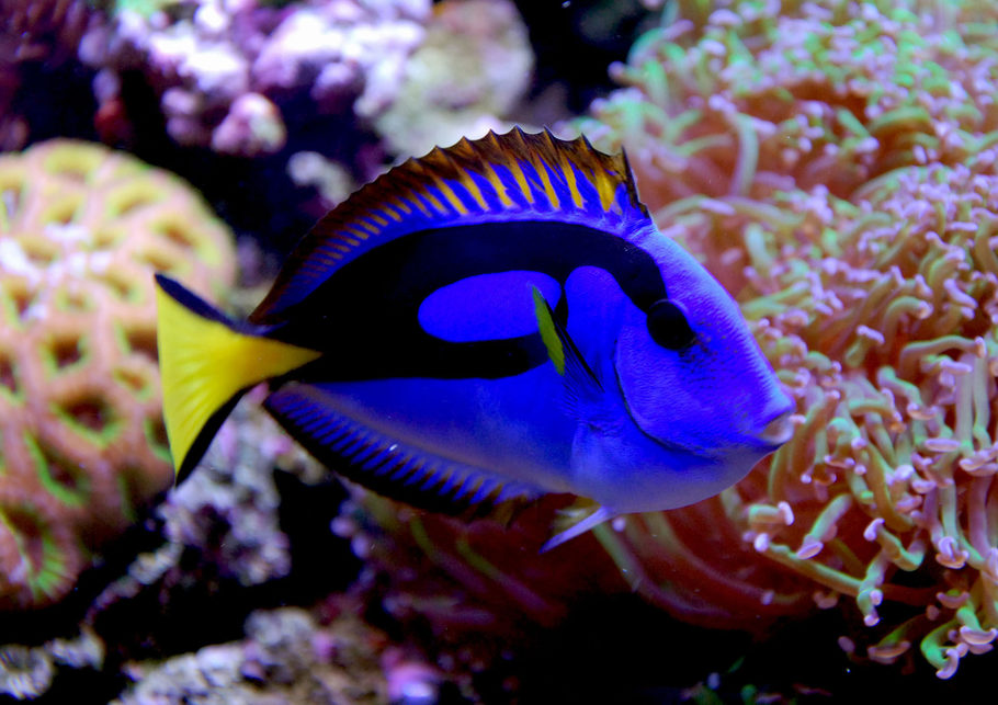 Blue Saltwater Fish