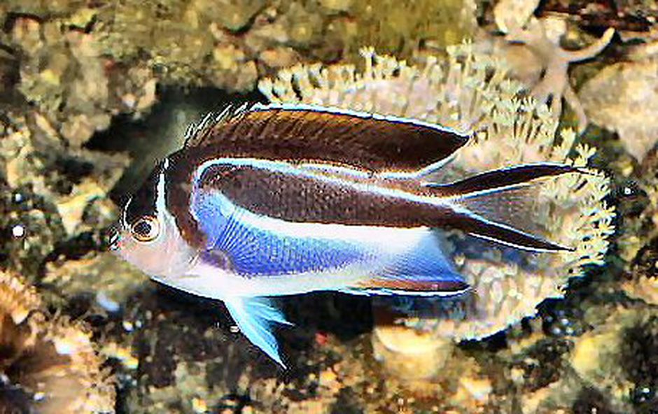 Bellus Angelfish (genicanthus Bellus) Photos
