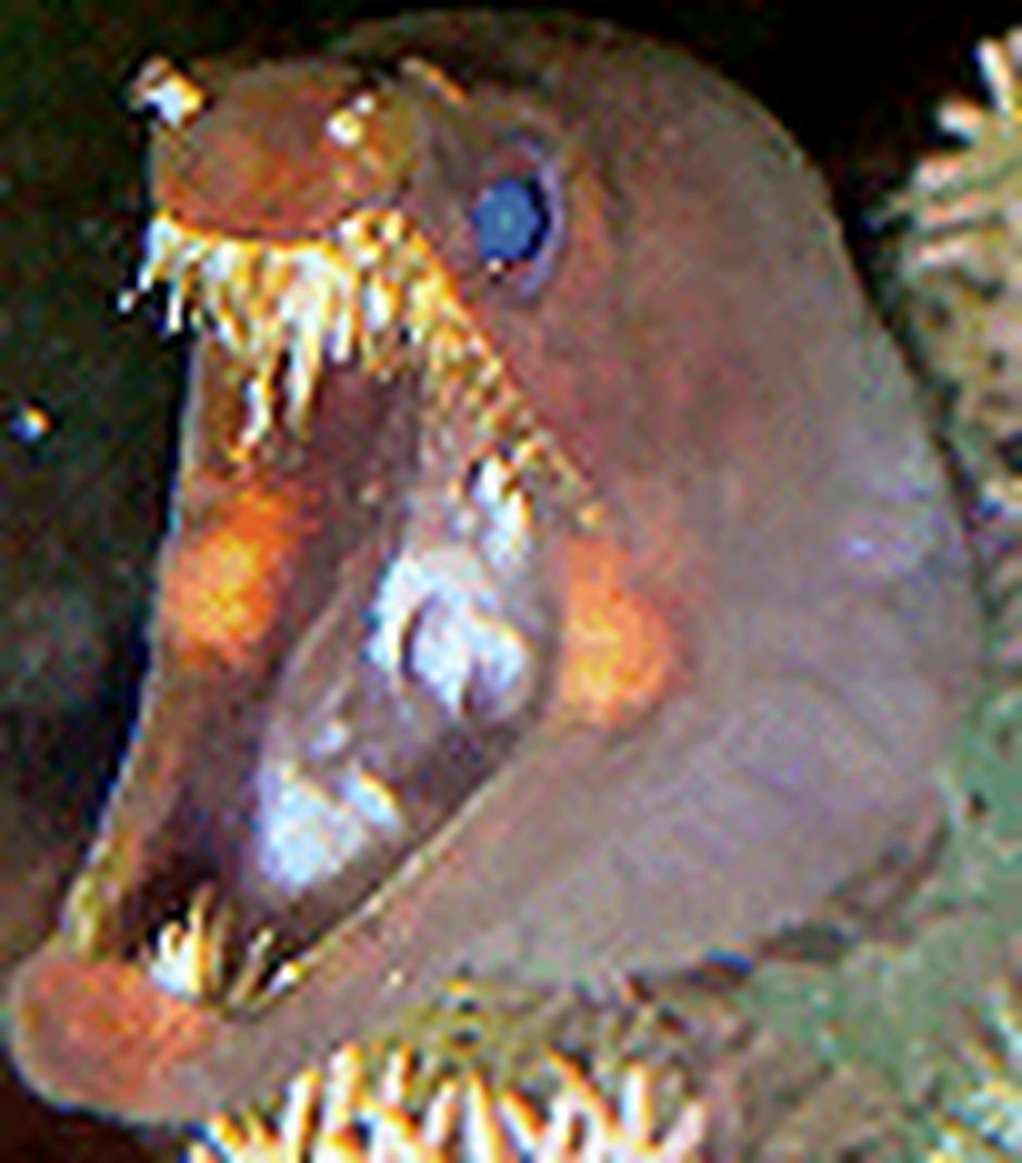 Viper Moray Eel (enchelynassa Canina) Photos