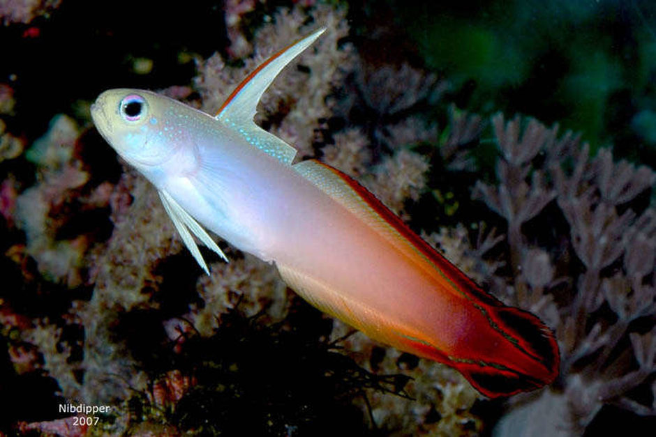 Firefish (nemateleotris magnifica) Photos | RateMyFishTank.com