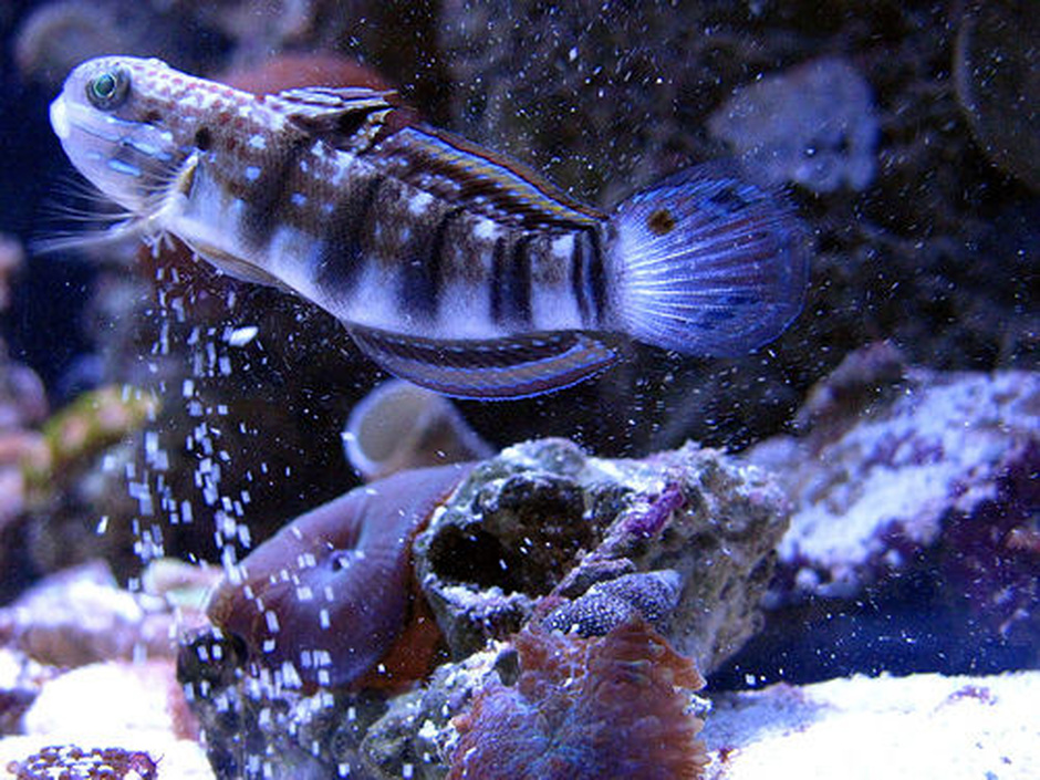 Sleeper Banded Goby (Amblygobius Phalaena) Photos | RateMyFishTank.com