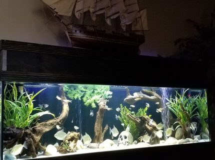 Rate Fish Tanks Pictures | RateMyFishTank.com