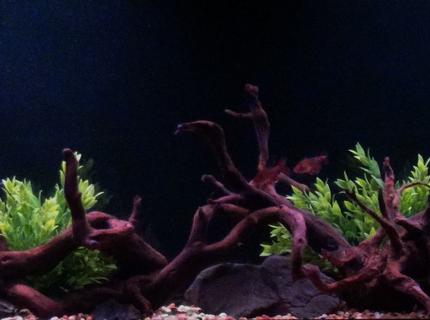 Aquarium Photos, Articles and Tools | RateMyFishTank.com