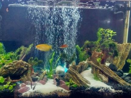 Planted Tanks (page 1) | RateMyFishTank.com