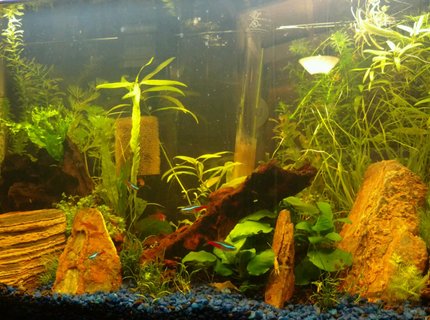 Freshwater Aquarium Plants Species | RateMyFishTank.com
