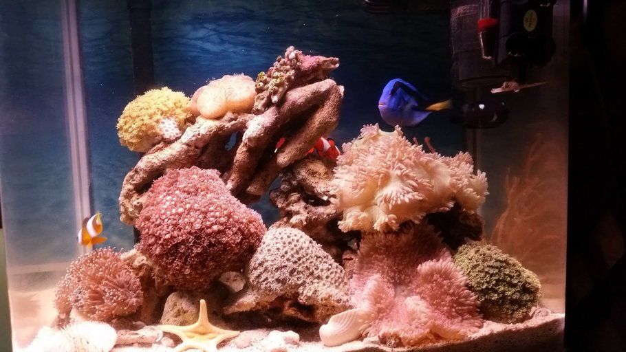 How to Treat Saltwater Aquarium Parasites with Freshwater